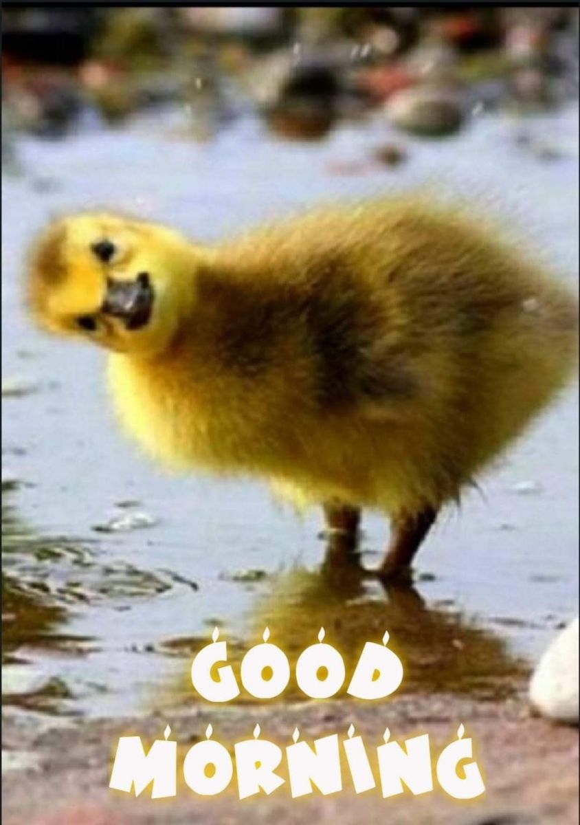 Top Good Morning Memes to Make You Smile - Life Wisdom Nook