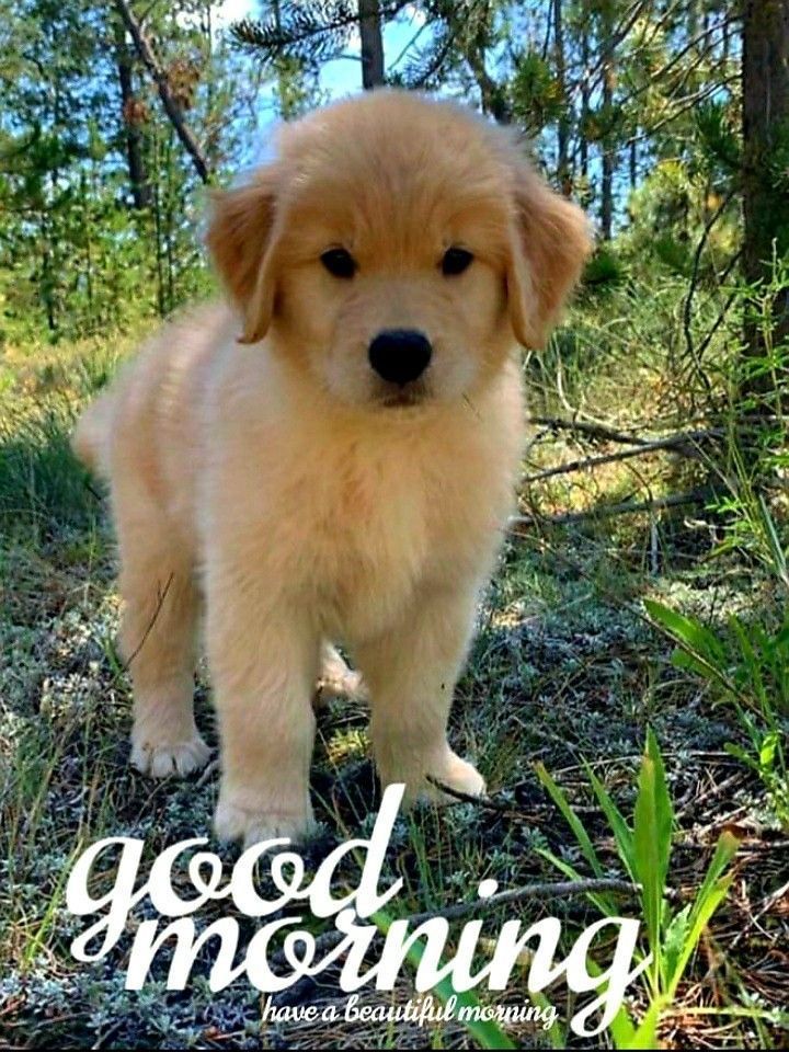 Top Good Morning Memes to Make You Smile - Life Wisdom Nook