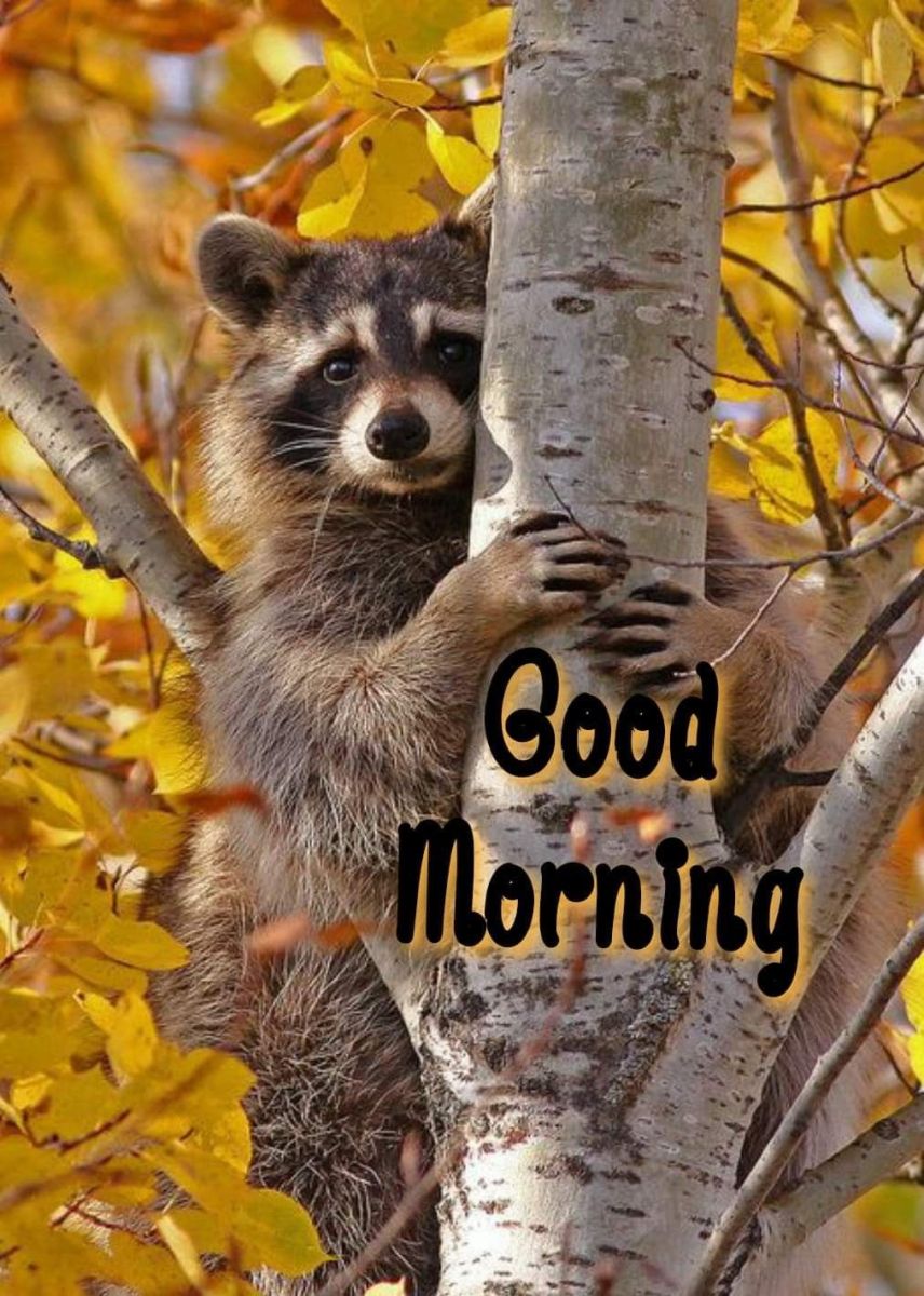 Top Good Morning Memes to Make You Smile - Life Wisdom Nook