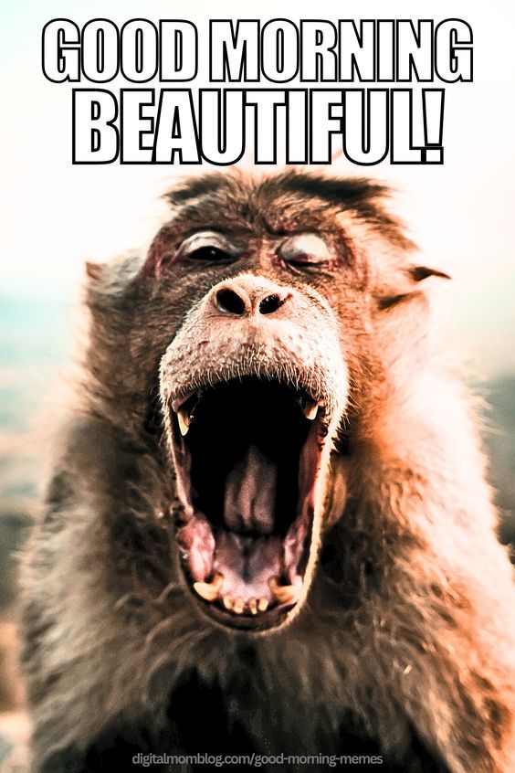 Top Good Morning Memes to Make You Smile - Life Wisdom Nook